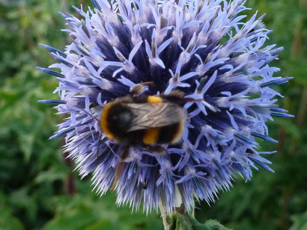 Nordic Gardens_taustapilt | Karol